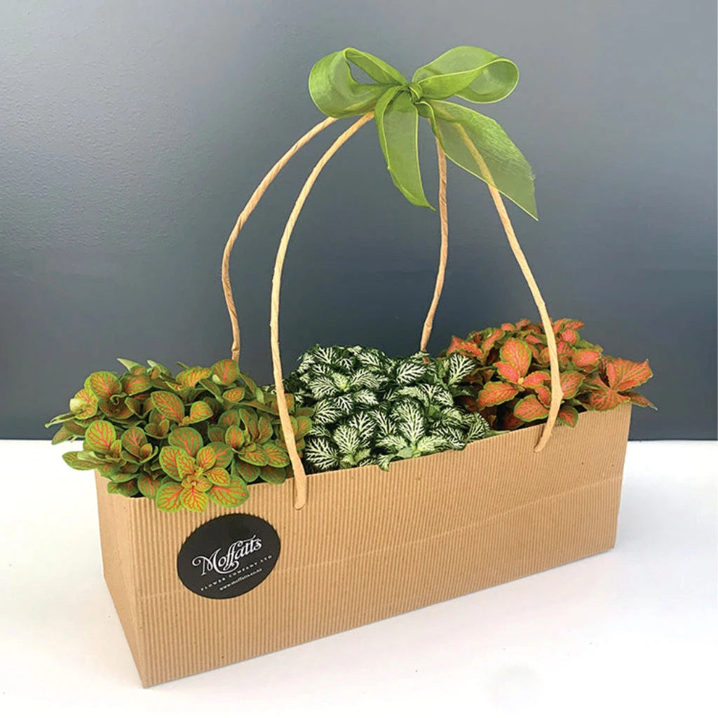 House Plant Bundles | Christchurch | Moffatts Flowers – Moffatt's ...