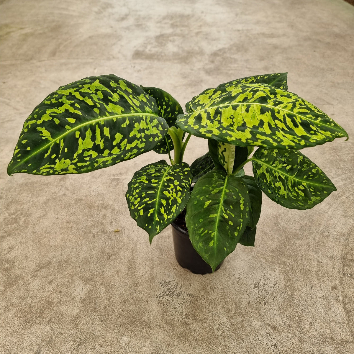 Dieffenbachia Amoena Reflector- *new addition to our collection*