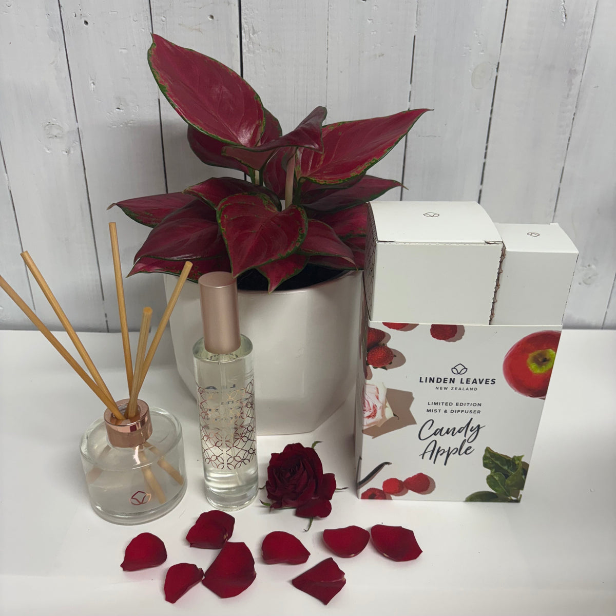 Stunning Red Valentine Aglaonema & Candy Apple Fragrance Duo Set ...