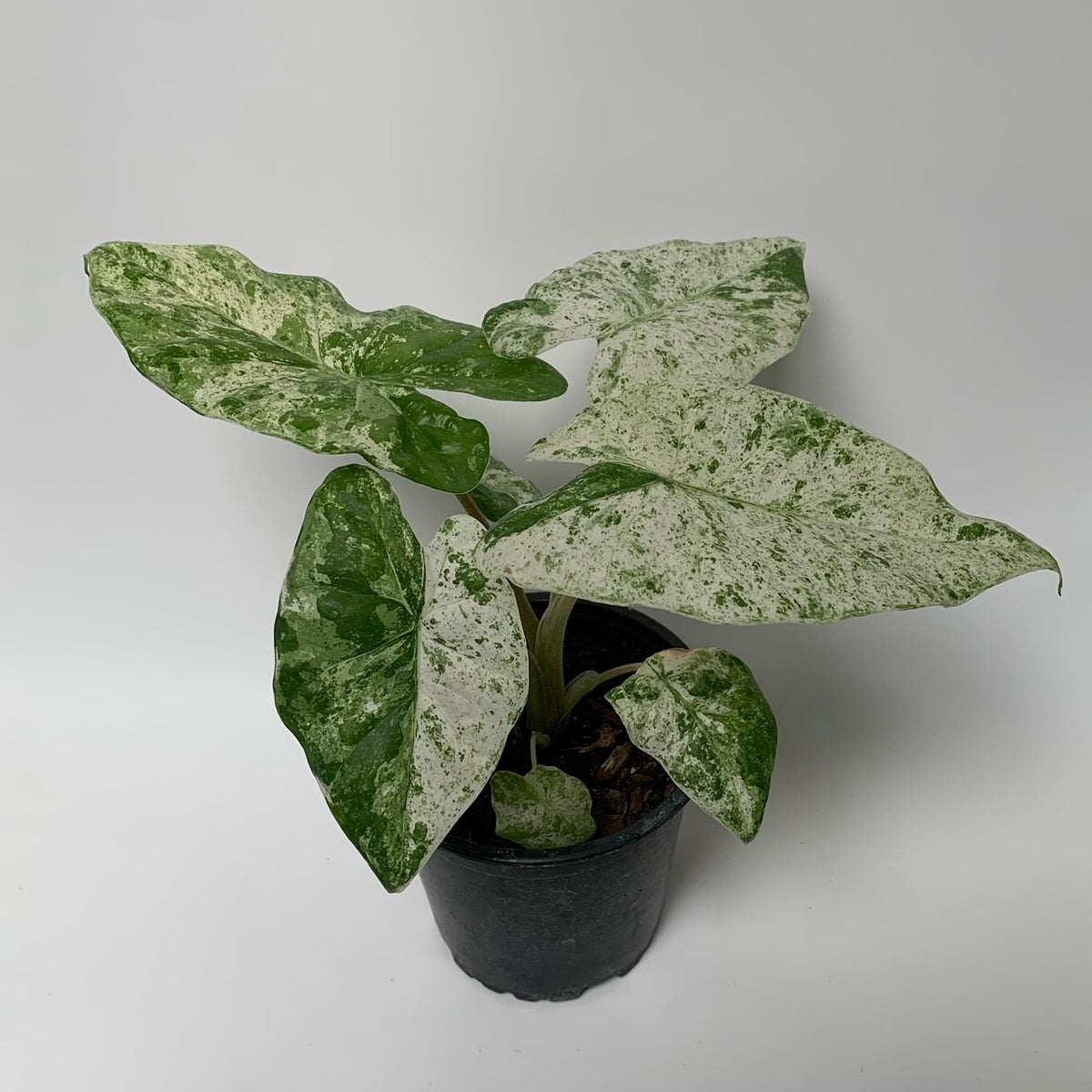 Alocasia Odora Batik Variegated – Moffatt's Flower Company ...