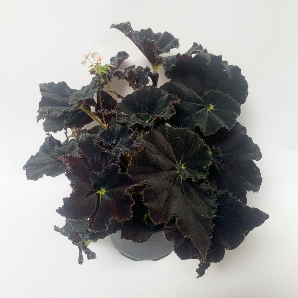 Begonia "Black Mamba" – Moffatt's Flower Company - Christchurch Florist ...