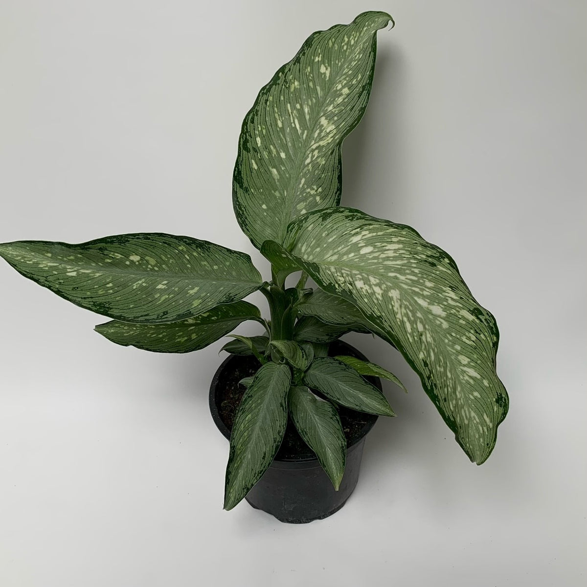 Dieffenbachia Tiki - super cool leaf pattern and colour – Moffatt's ...