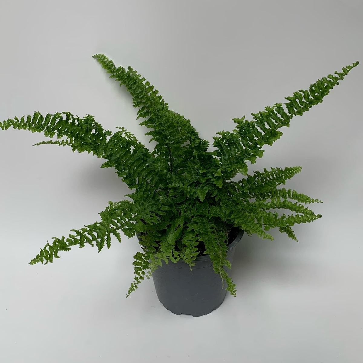 Nephrolepis Exaltata " Fluffy Ruffles" – Moffatt's Flower Company ...
