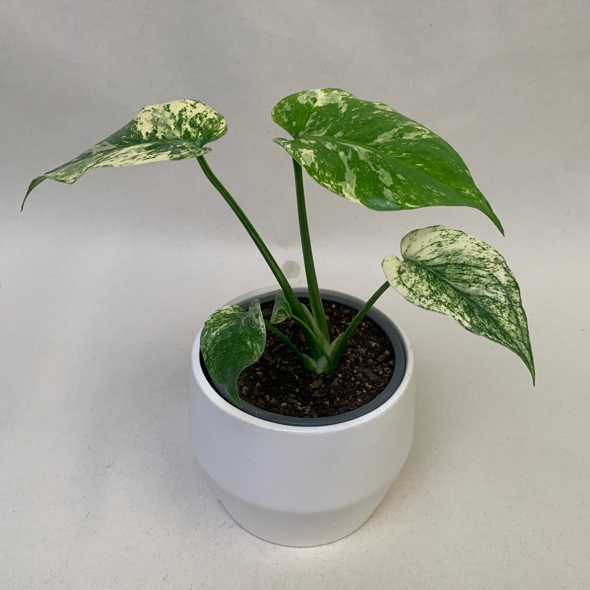 Monstera Deliciosa Mint ** Rare variegated Monstera ** – Moffatt's ...