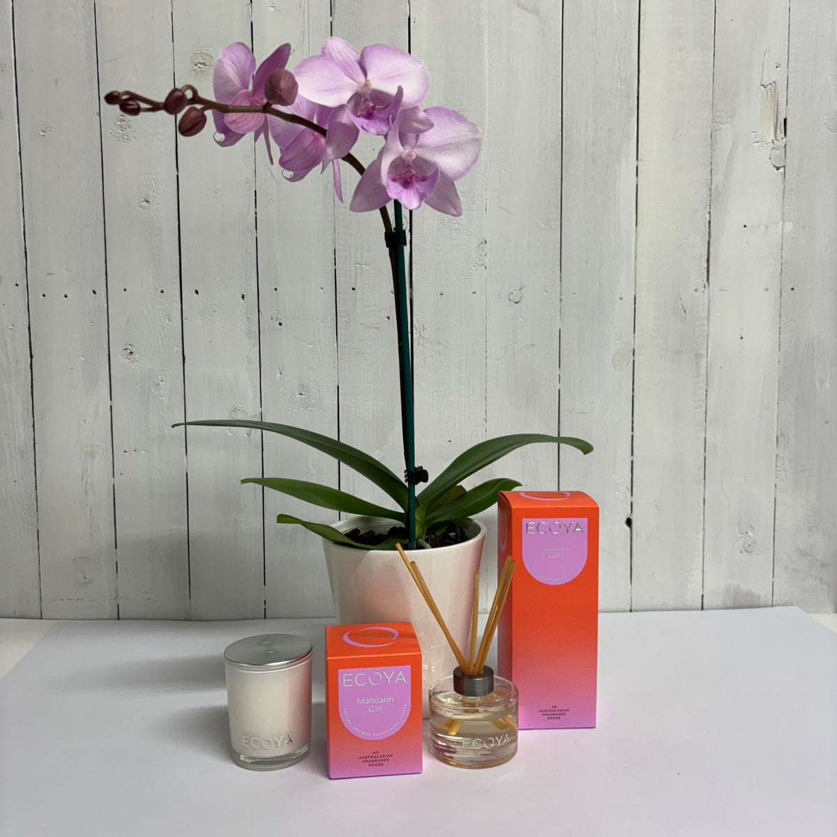 Mini Phalaenopsis Orchid +Ecoya Candle Gift Pack - NZ Wide Delivery ...