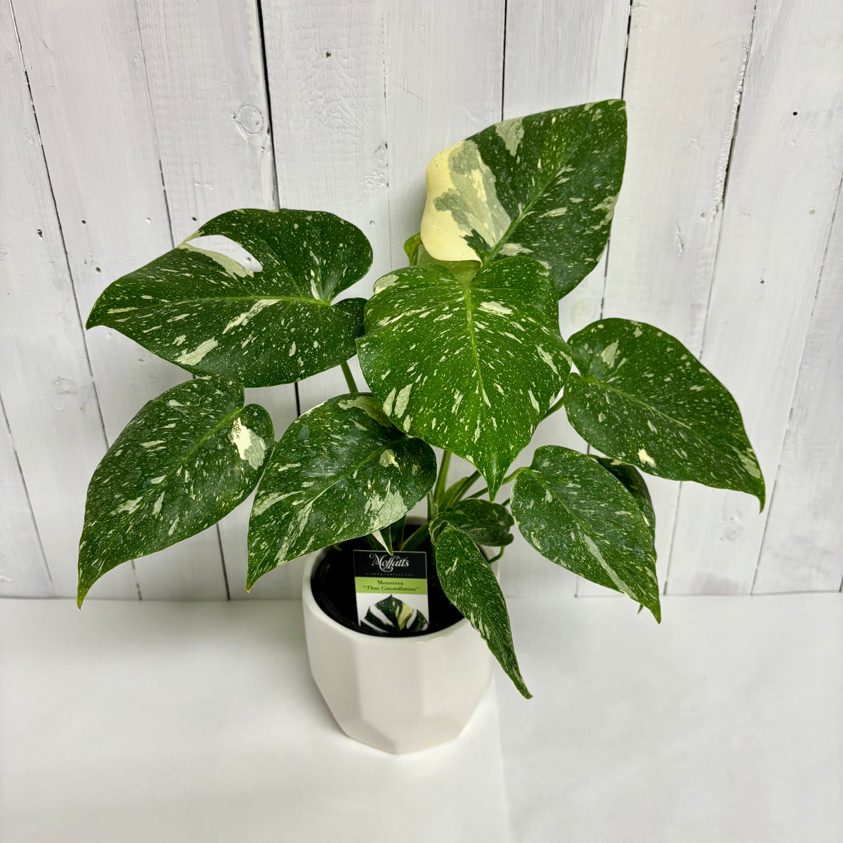 Monstera Thai Constellation Plant | Buy Online | South Island Delivery ...
