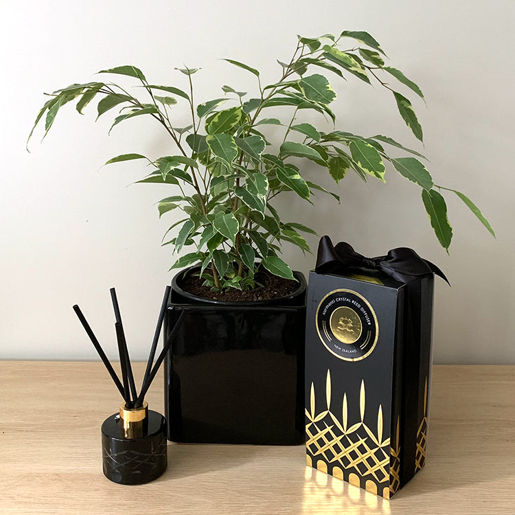 Ficus Benjamina House Plant + Surmanti Gift Bundle | Christchurch NZ ...