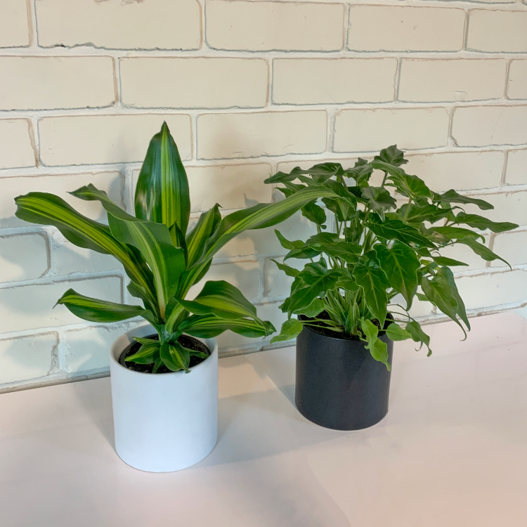 House Plant Bundles | Christchurch | Moffatts Flowers – Moffatt's ...