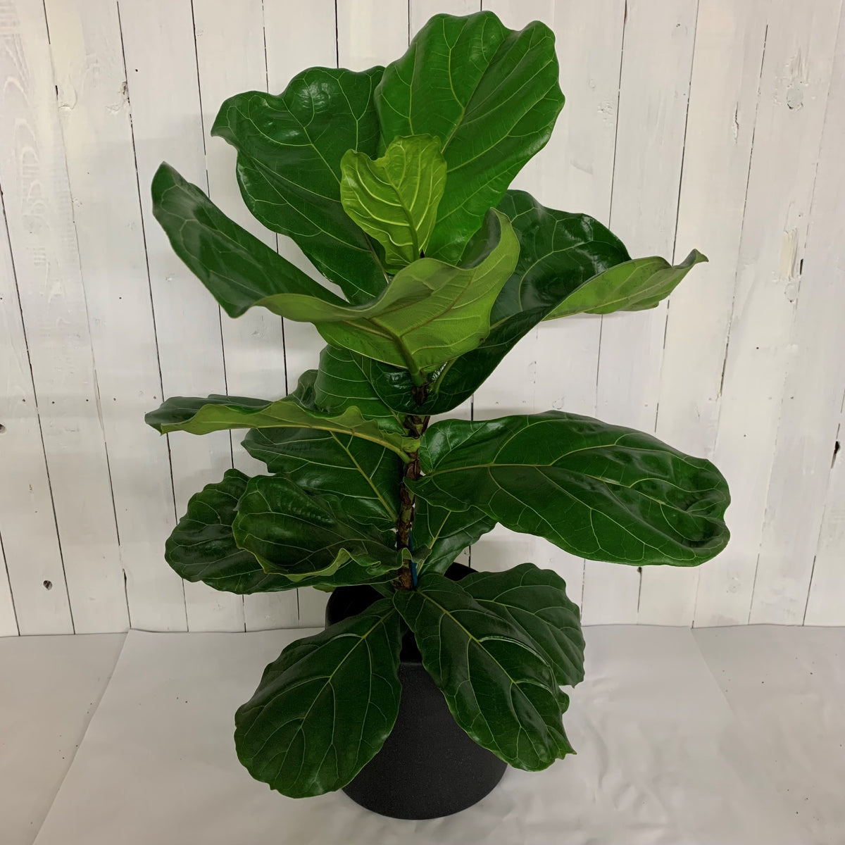 Fiddle Leaf Fig Houseplant (Ficus lyrata) | South Island Delivery ...